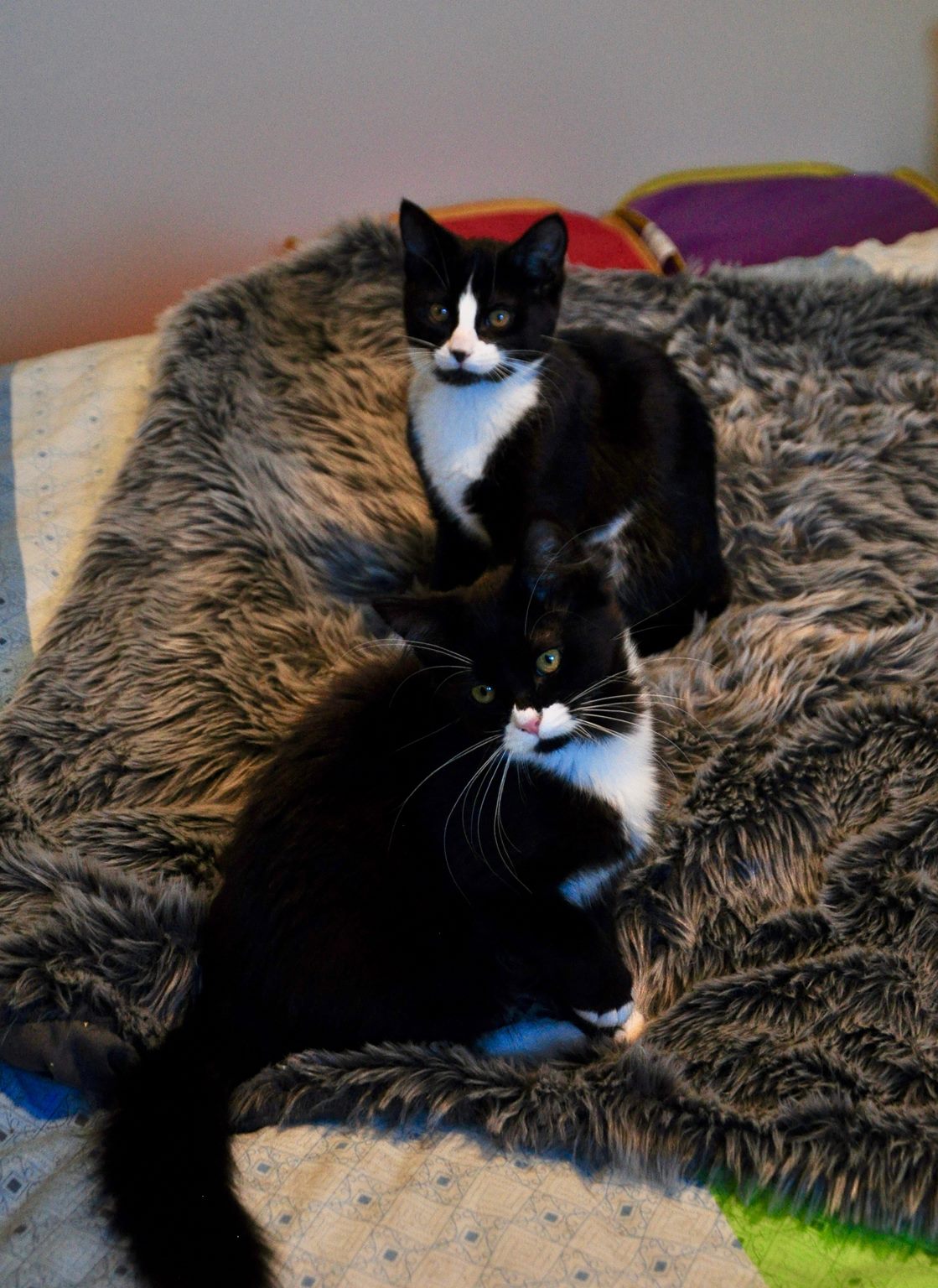 Rumble & Tumble – Adopted – Paw Kitties